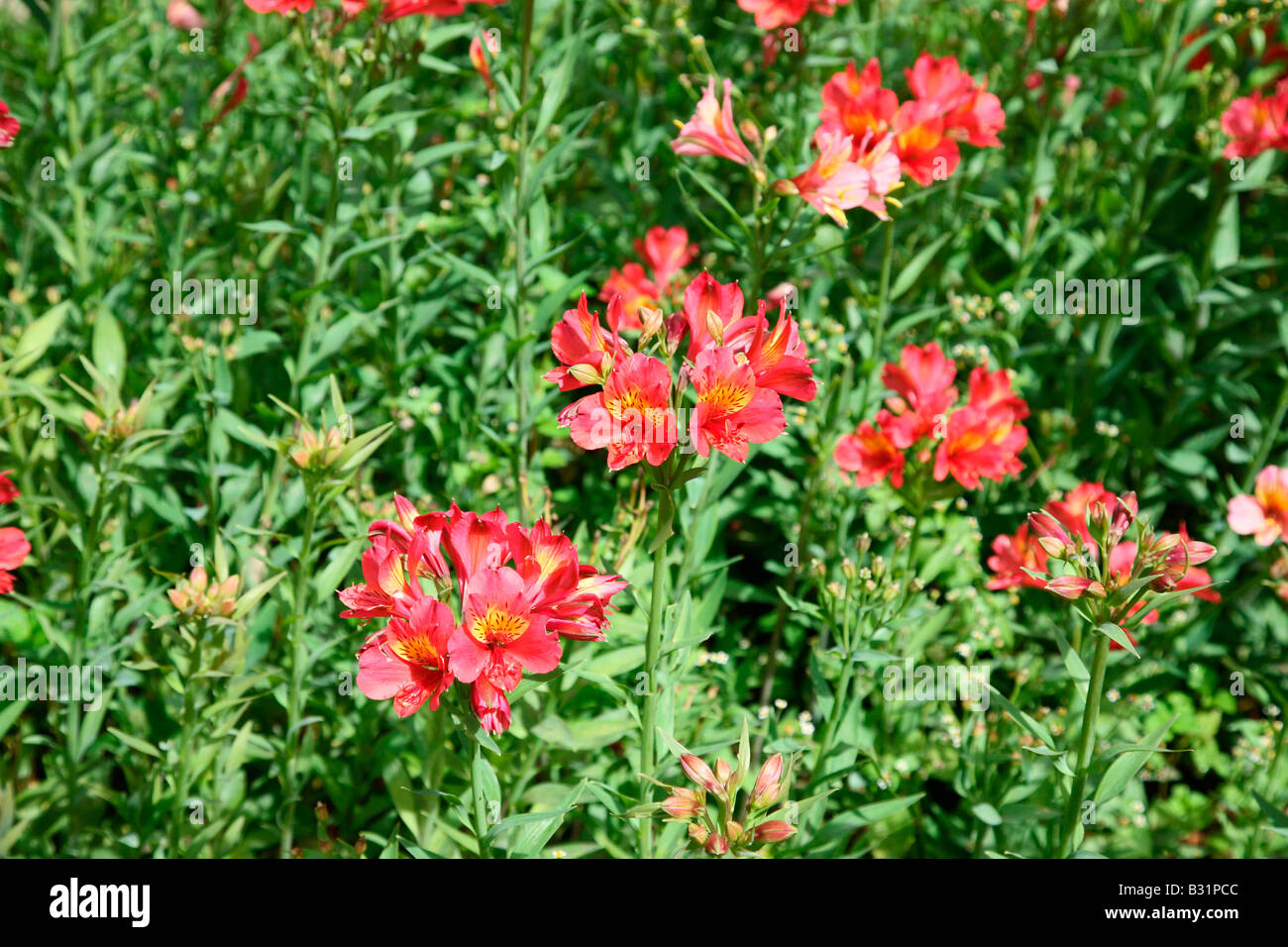 Astermaria flowers hi-res stock photography and images - Alamy