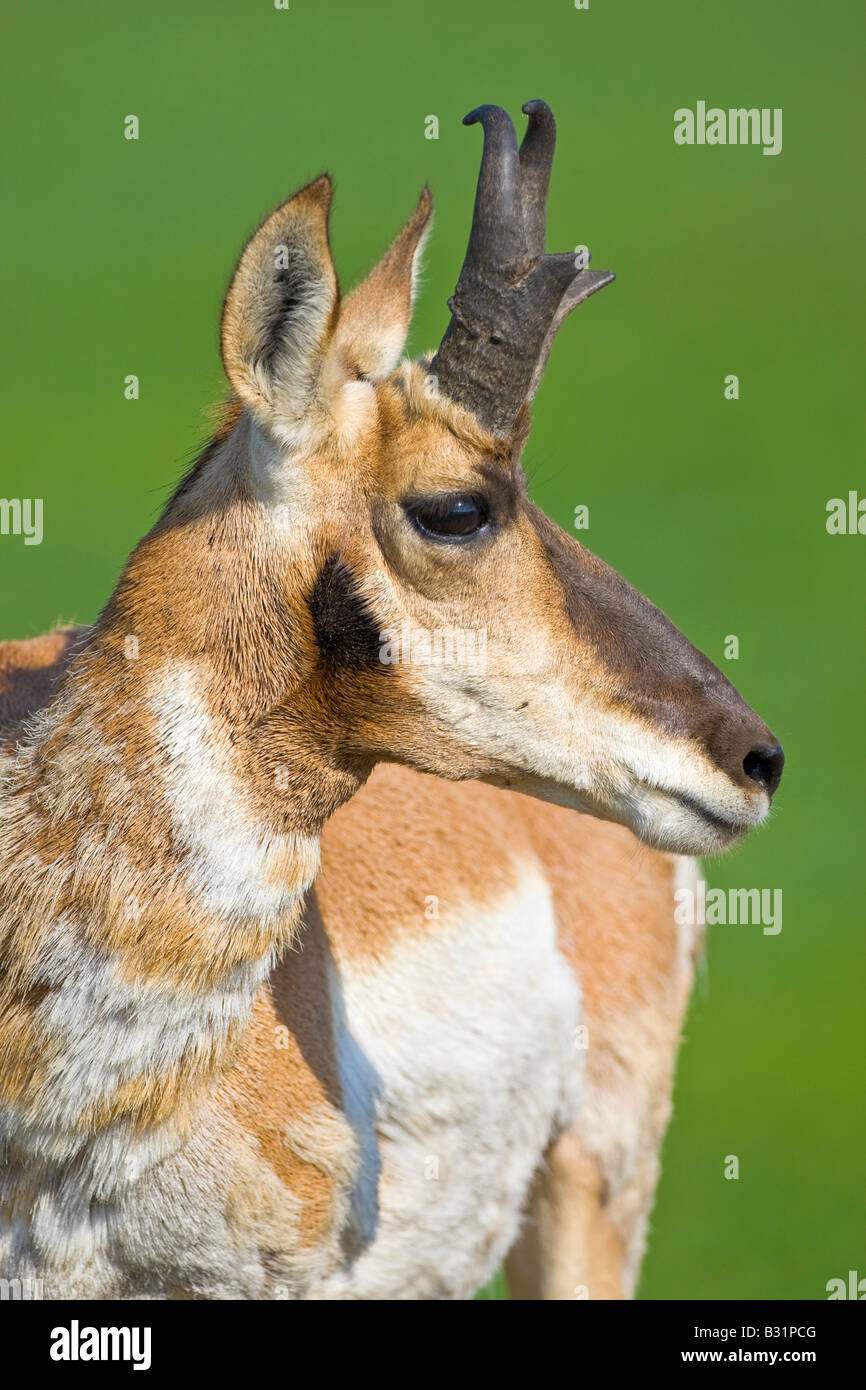 USA South Dakota Custer State Park Male Pronghorn Antelope (Antilocapra ...
