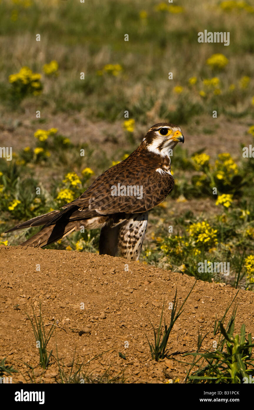 Prairie Falcon, Falco mexicanus Stock Photo - Alamy