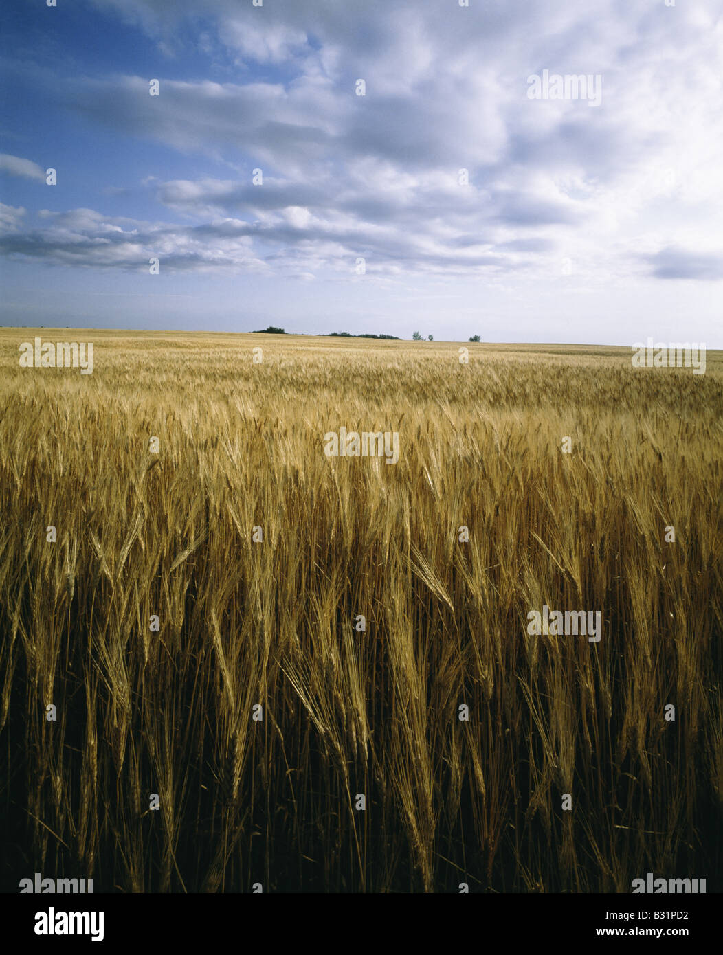 Colorado farm growing red hi-res stock photography and images - Alamy