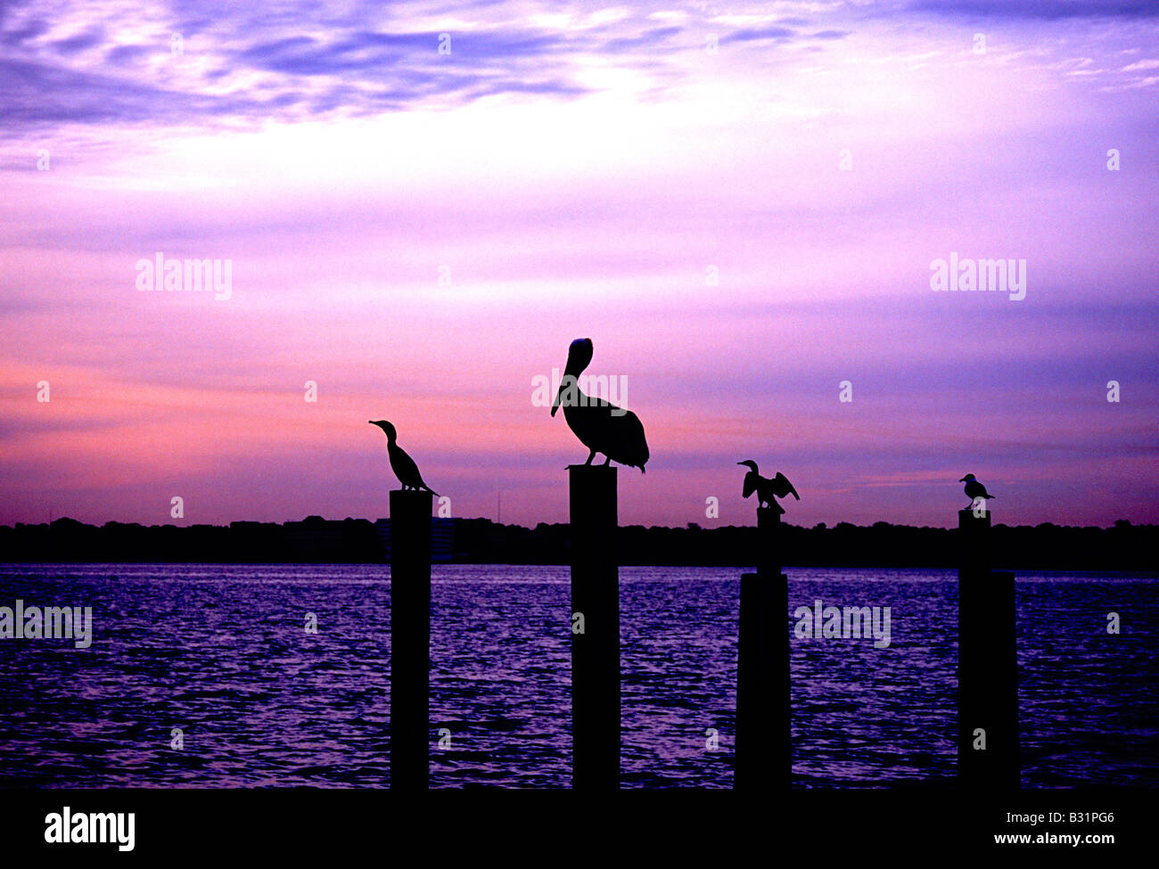 Four different species of birds hi-res stock photography and images - Alamy