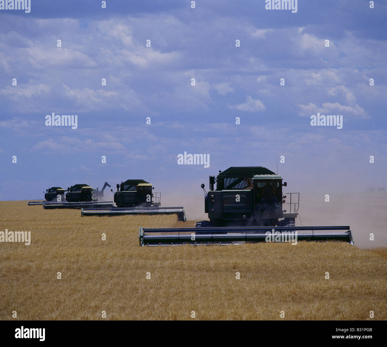 COMBINING WHEAT/ COLORADO Stock Photo - Alamy