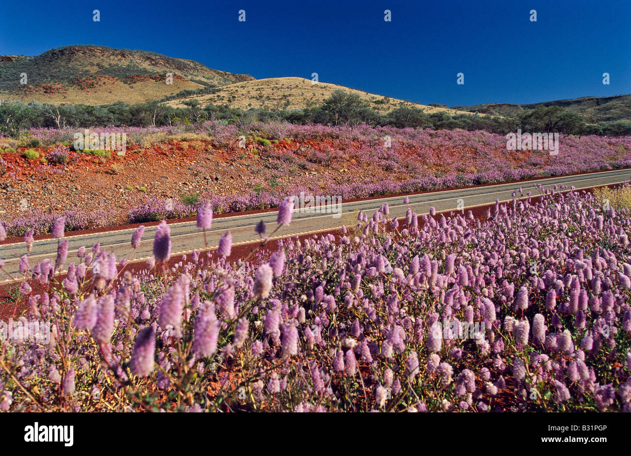 Outback road and wildflowers, Australia Stock Photo - Alamy