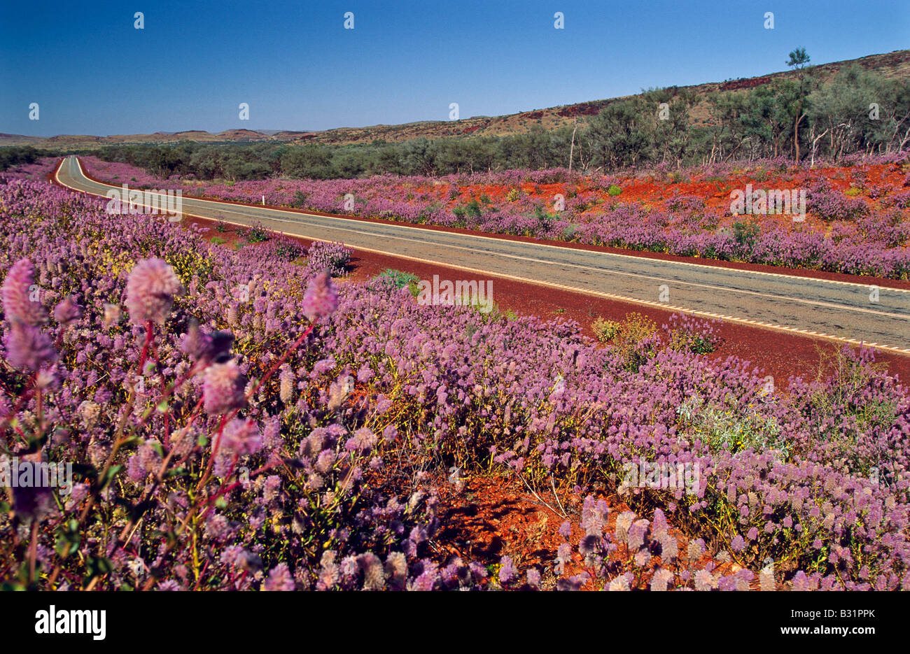 Outback road and wildflowers, Australia Stock Photo - Alamy