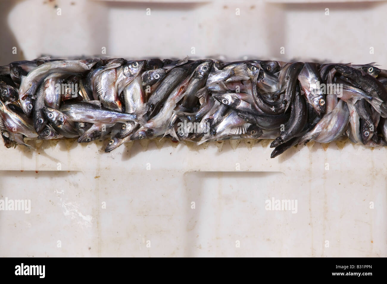 A block of frozen fish used for bait in ilulissat on greenland Stock ...