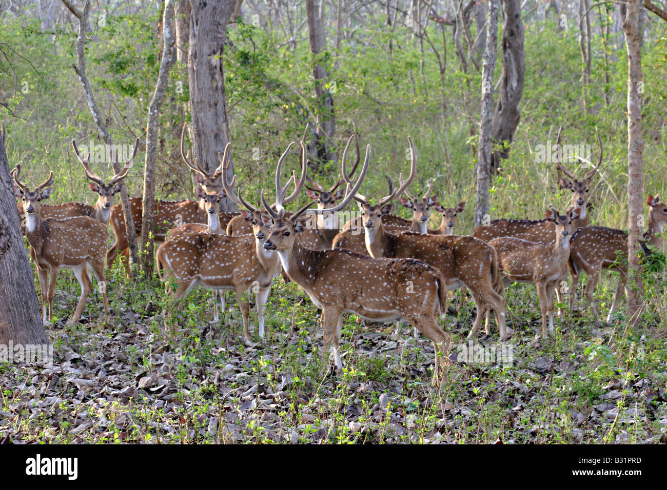 Chital cheetal deer axis known hi-res stock photography and images - Alamy