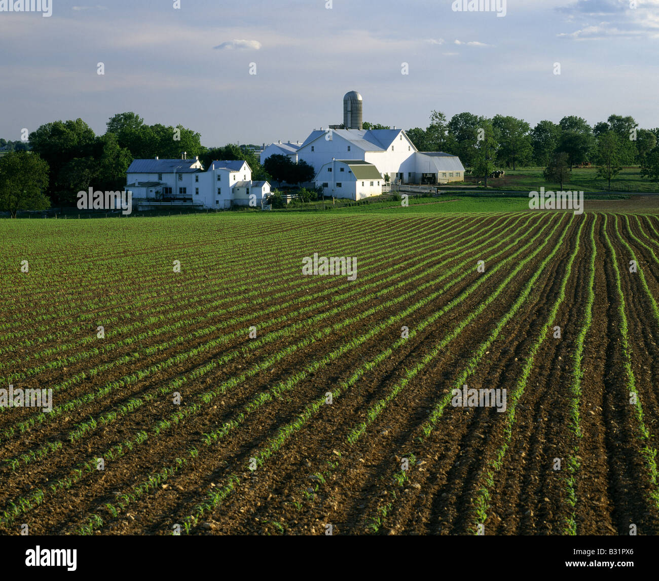6 CORN PENNSYLVANIA Stock Photo - Alamy
