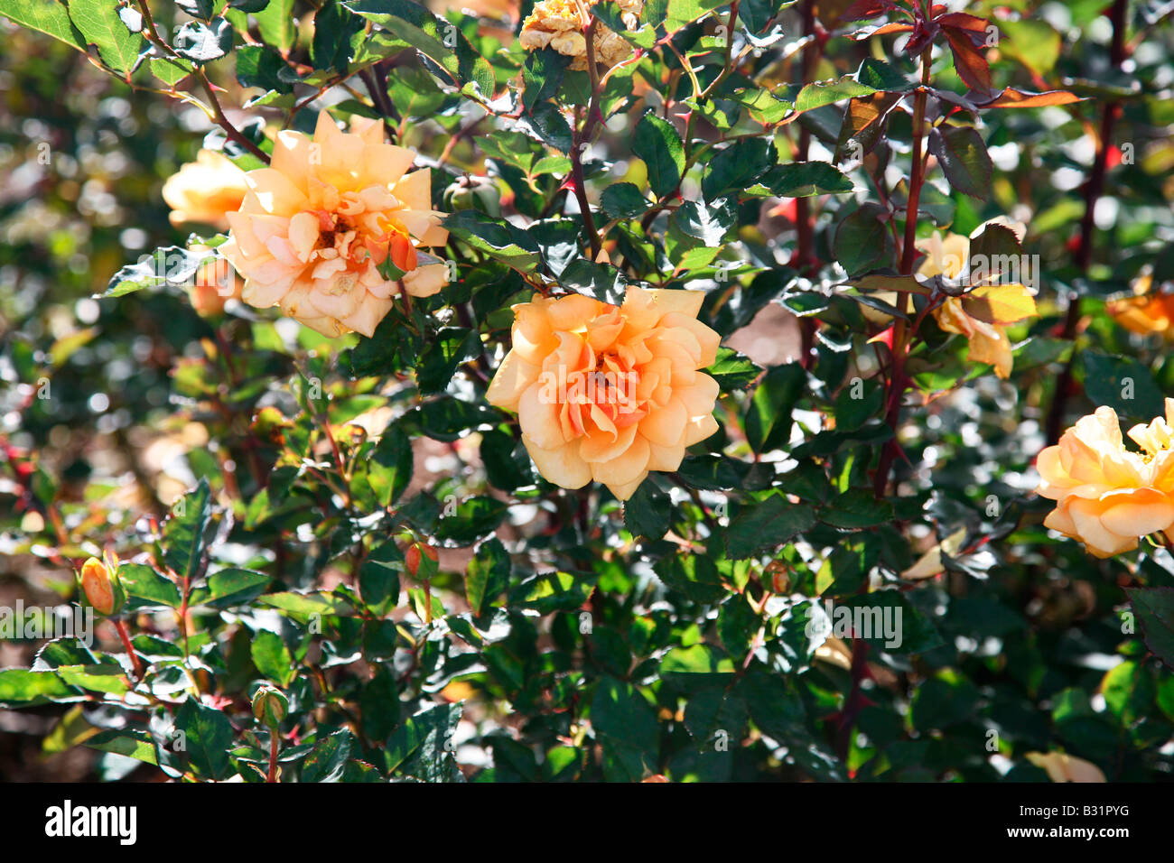Orange rose flowers Stock Photo - Alamy
