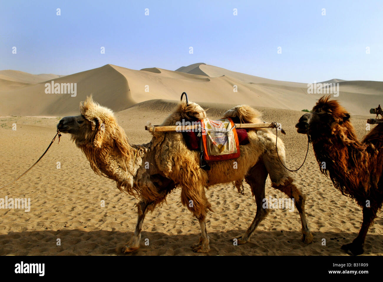 Desert scene in the Gobi desert Stock Photo - Alamy