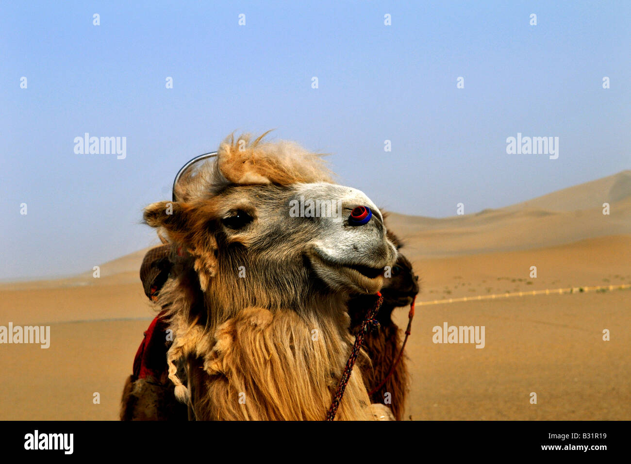 Beautiful double hump camel in the Gobi desert Stock Photo - Alamy