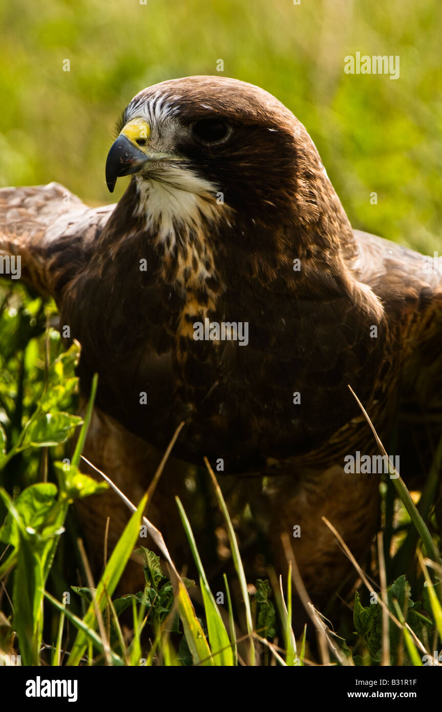 Swainson's Hawk (Buteo swainsoni Stock Photo - Alamy