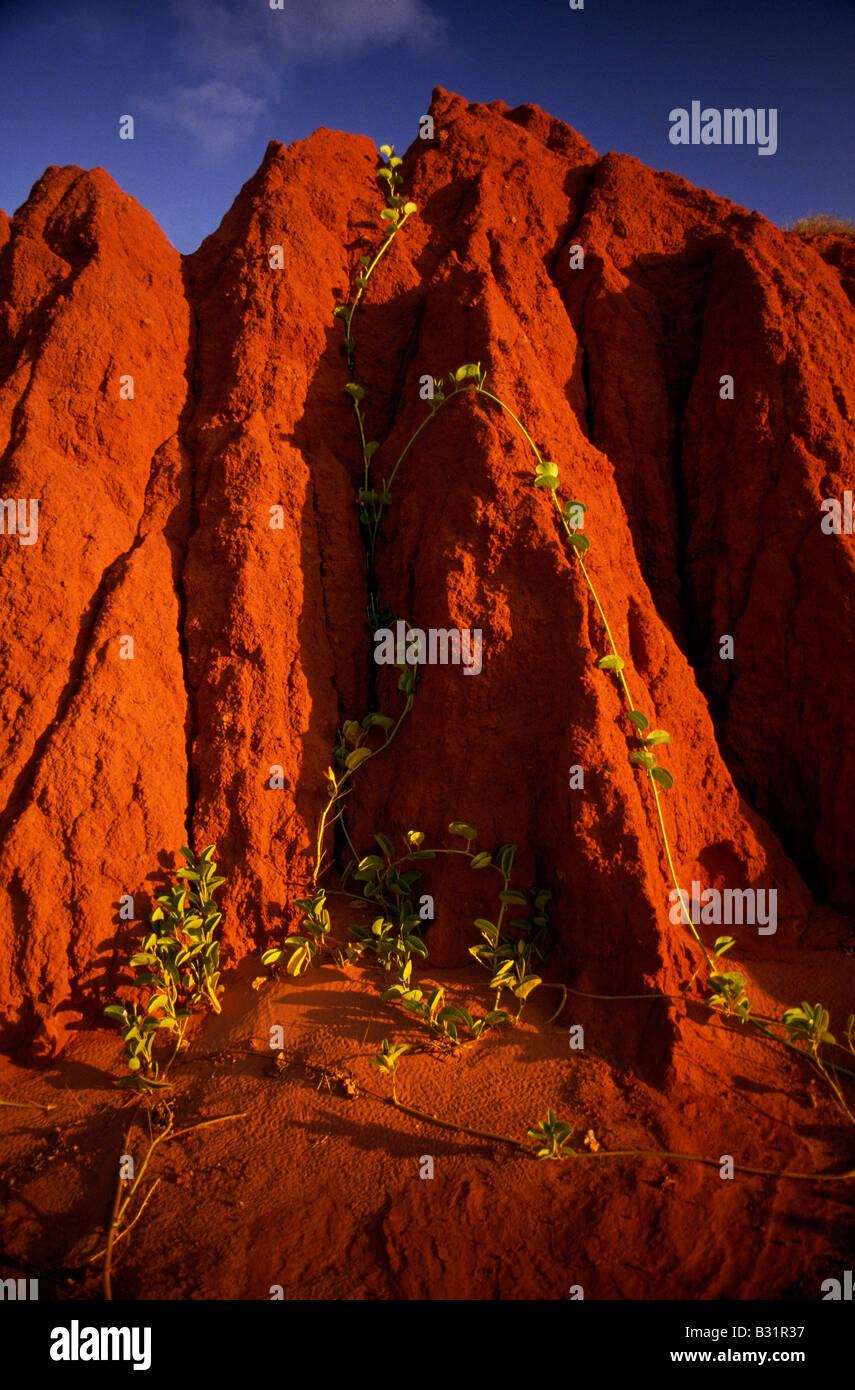 Coastal clay stone and vine, Australia Stock Photo - Alamy