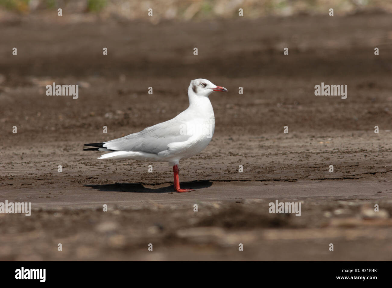 Common gull, Larus canus (often informally Seagulls) are birds in the ...
