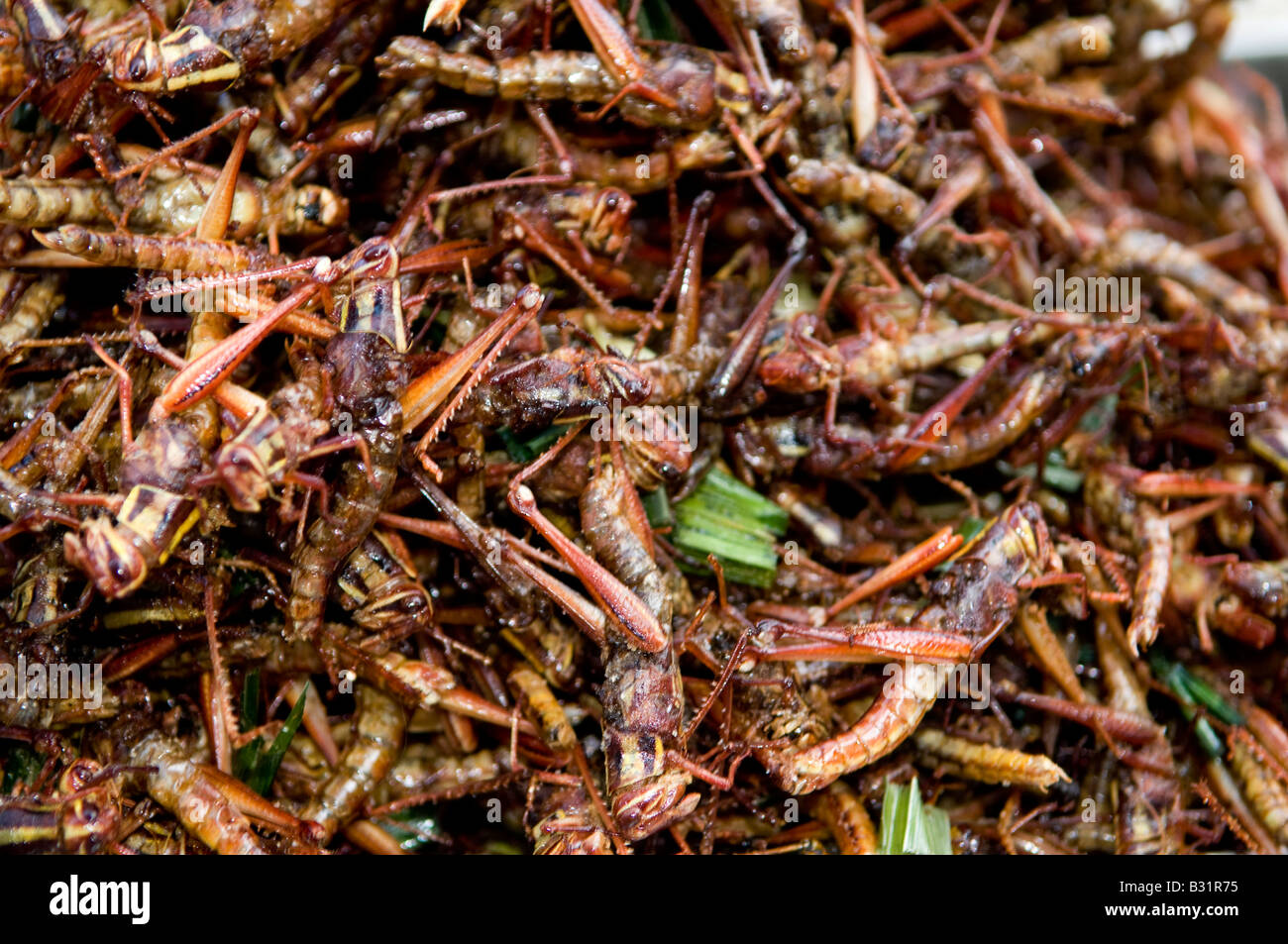 Bugs insects asia thailand hi-res stock photography and images - Alamy