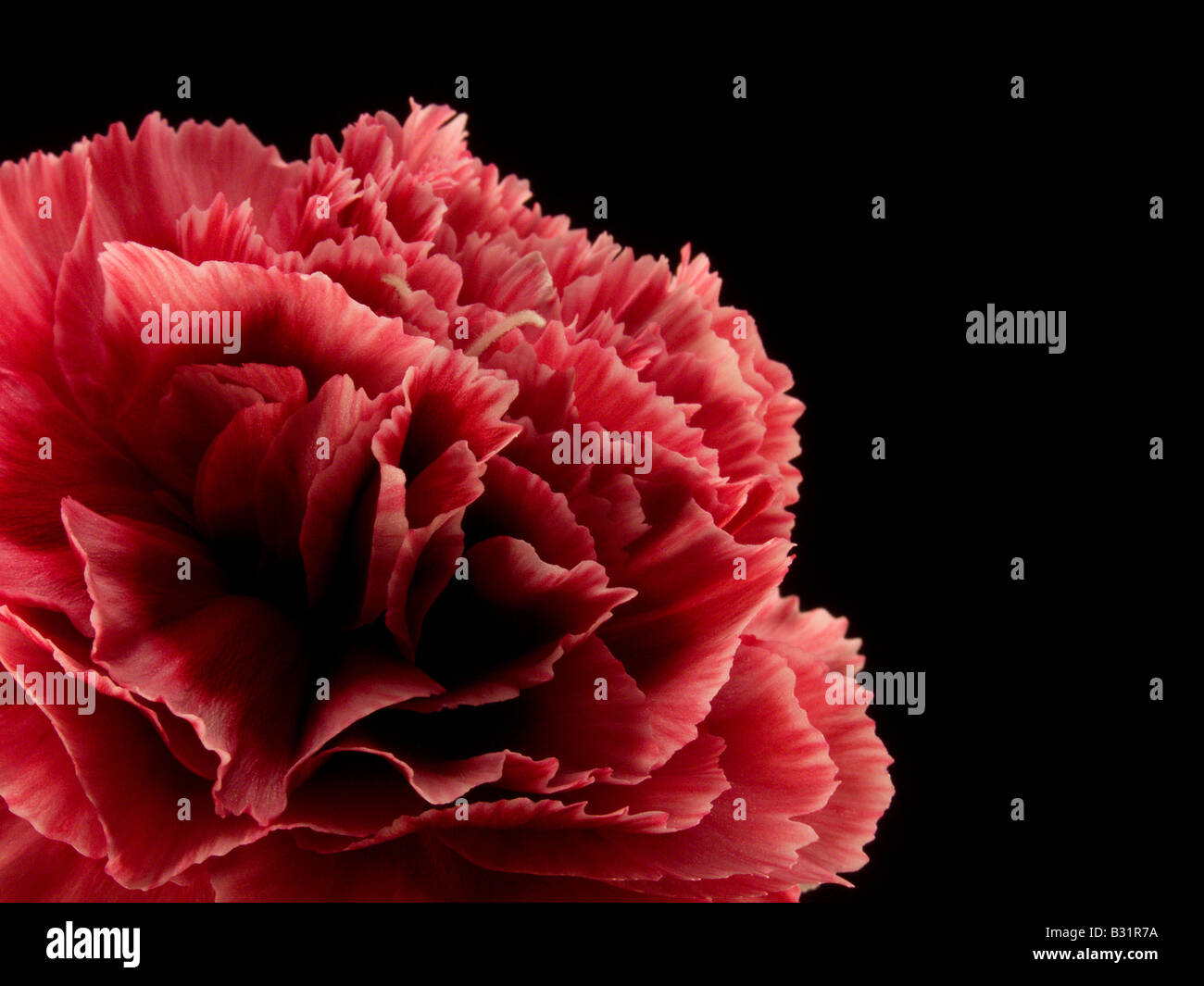 Macro Close Up of Red Carnation Flower on Black Background Stock Photo ...
