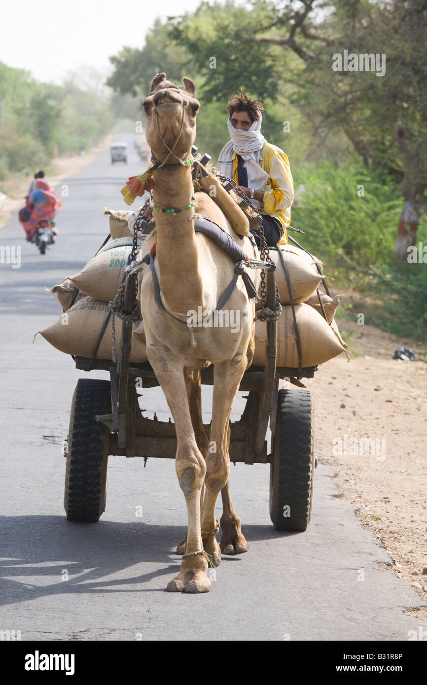 Camel transport, Jaipur, Rajasthan, India Stock Photo - Alamy