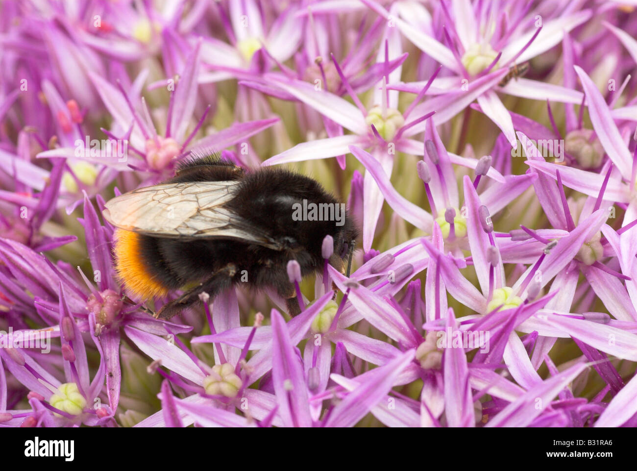 British Bumble-bee (Bombus lapidarius) on an Allium (Ornamental onion ...