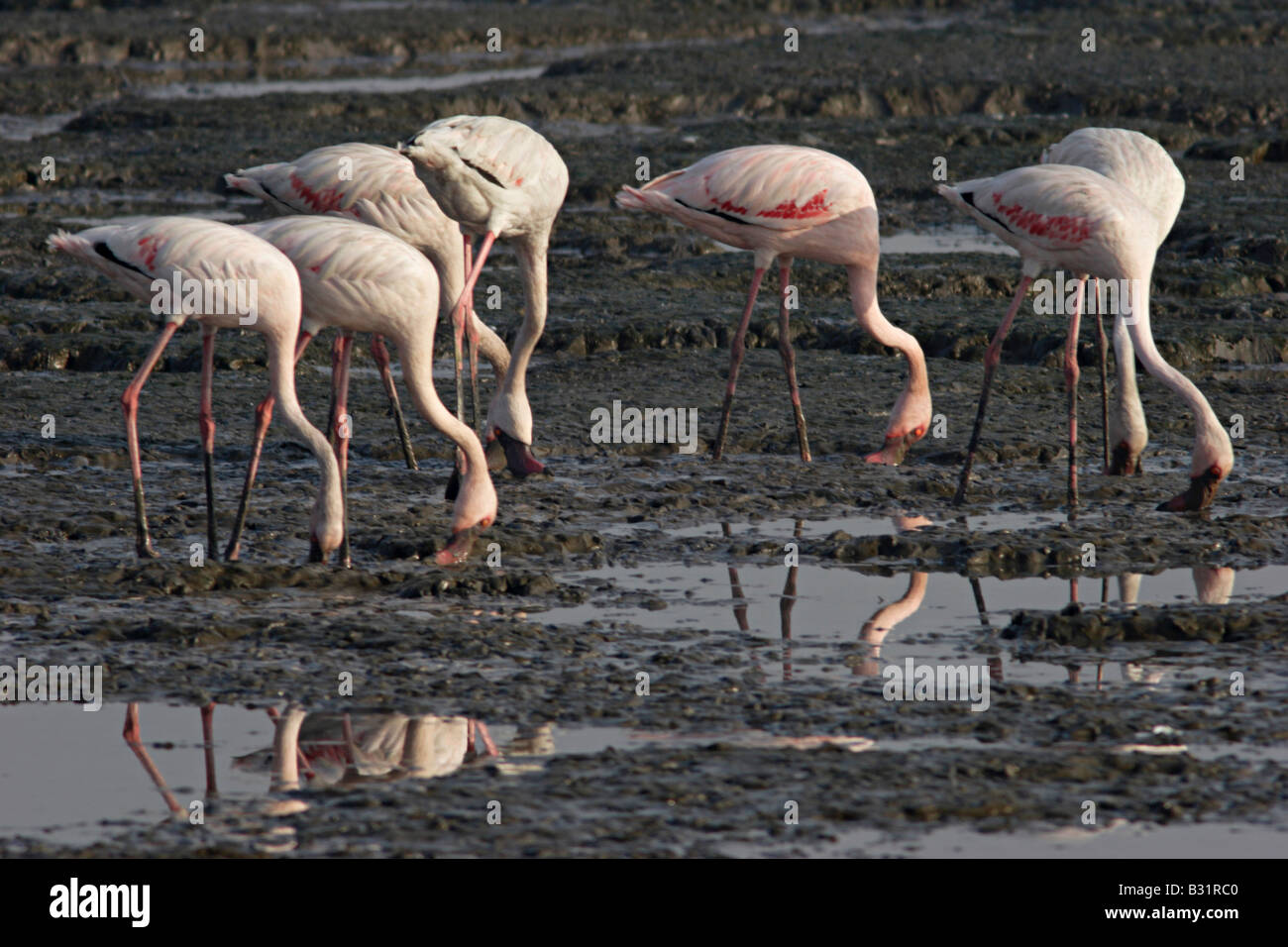 Phoenicopteridae family hi-res stock photography and images - Alamy