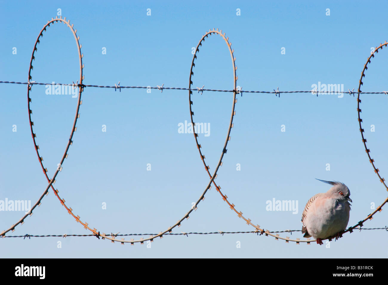 Bird on a wire hi-res stock photography and images - Alamy