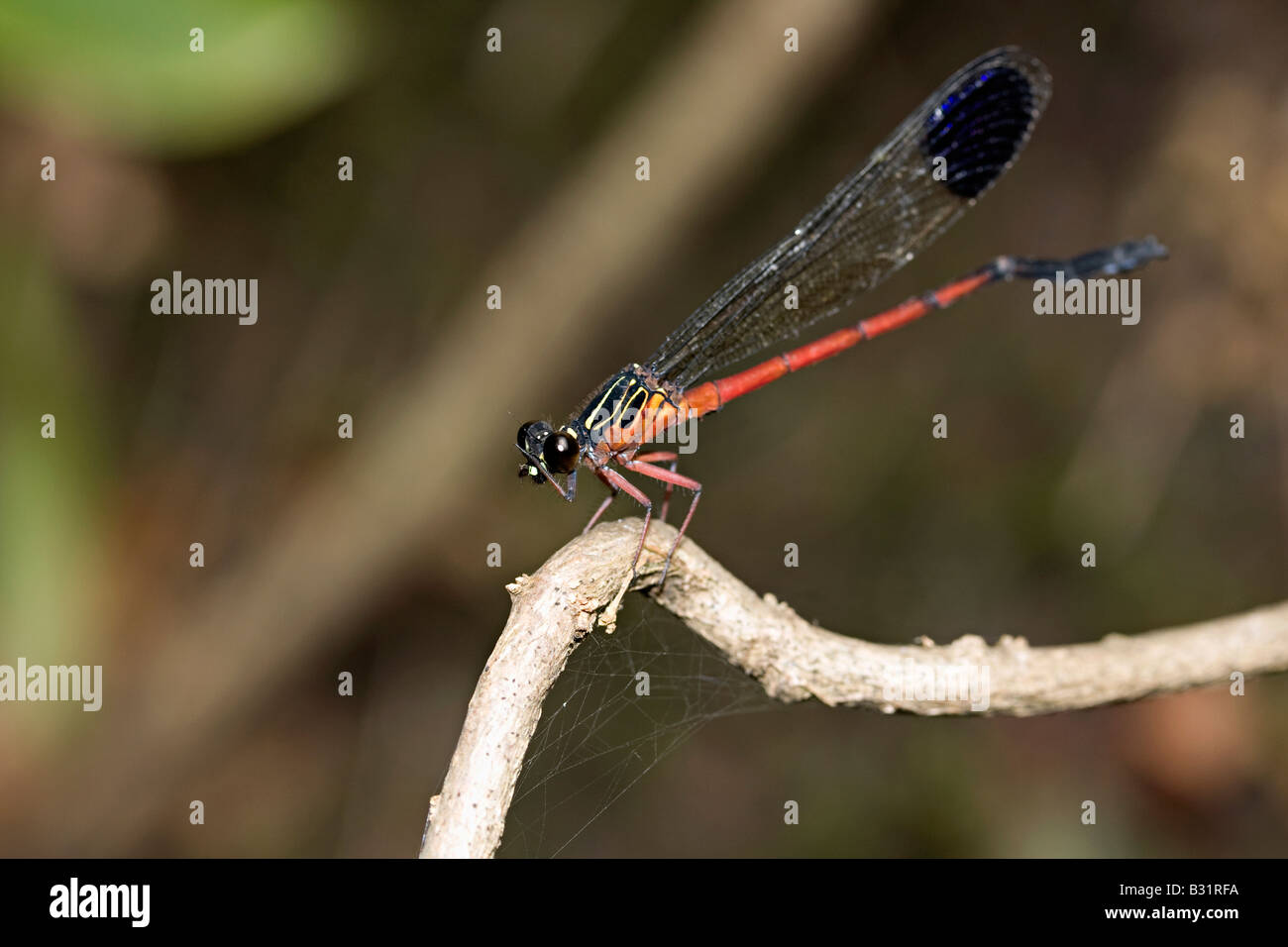 The Damselfly (Suborder Zygoptera) is an insect in the Order Odonata ...