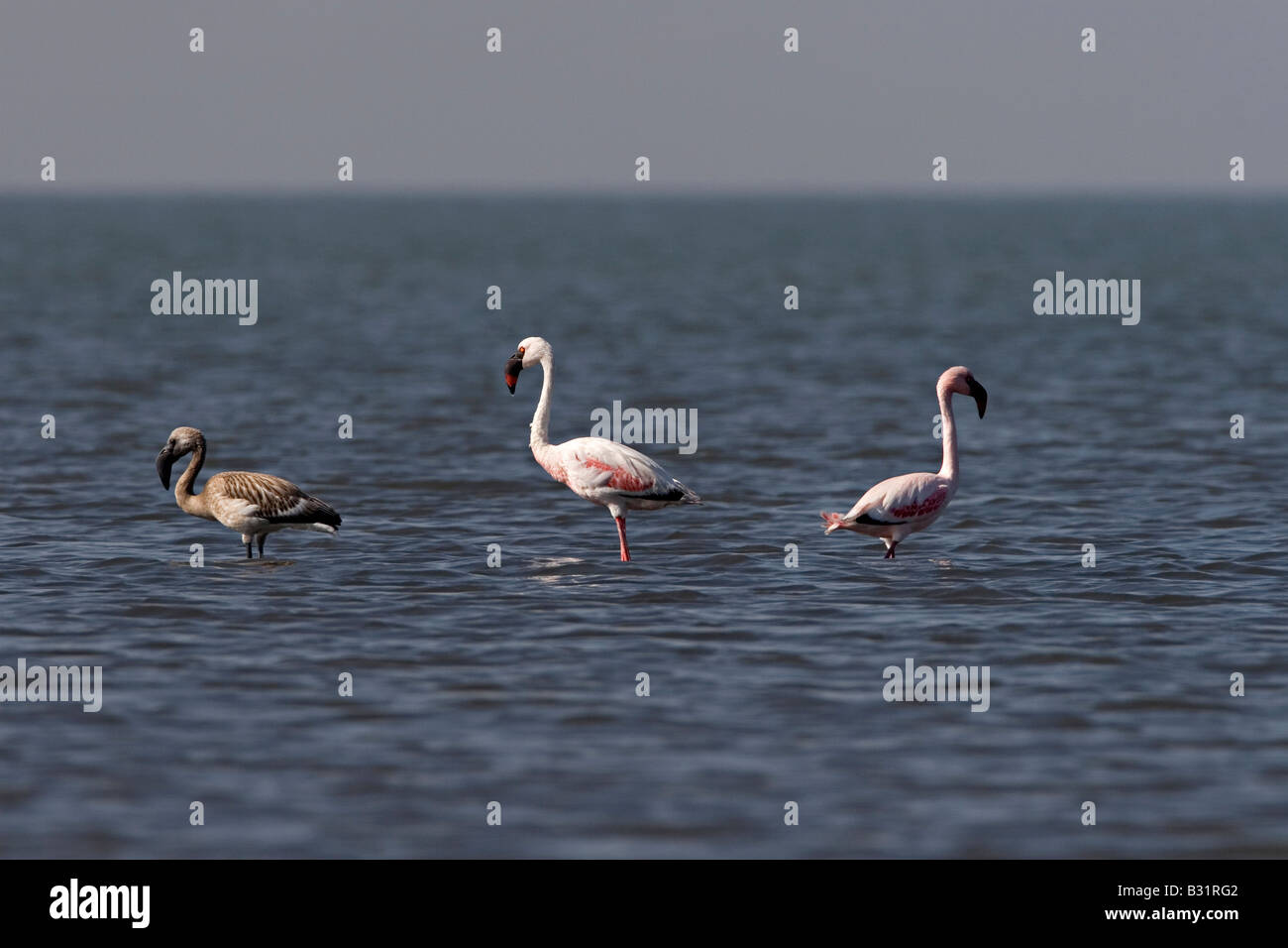 Phoenicopteridae genus hi-res stock photography and images - Alamy