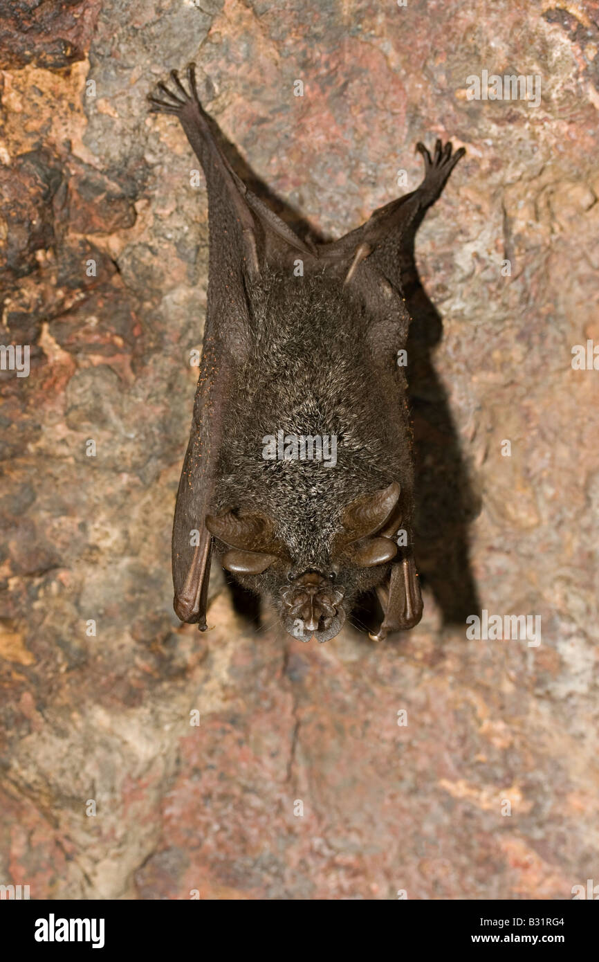 Chiroptera order hi-res stock photography and images - Alamy