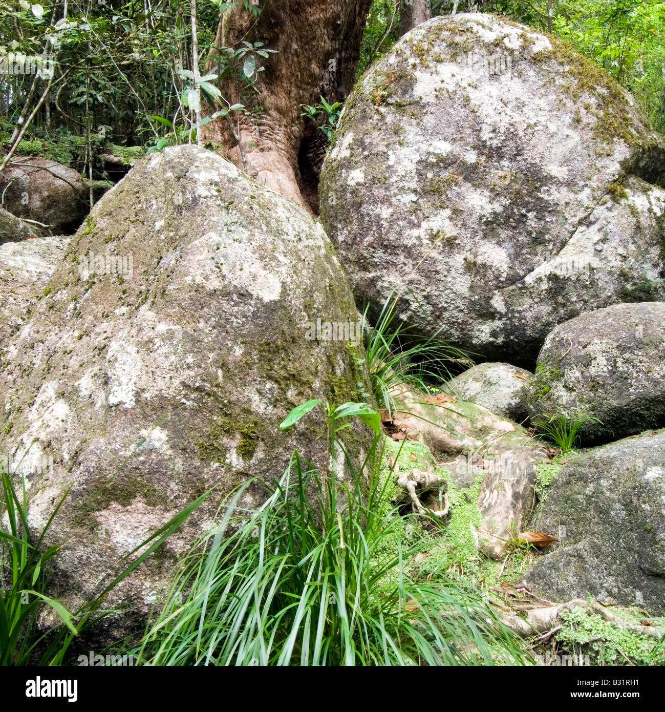 Tropical growth through a tumble of rounded rocks, North Queensland ...