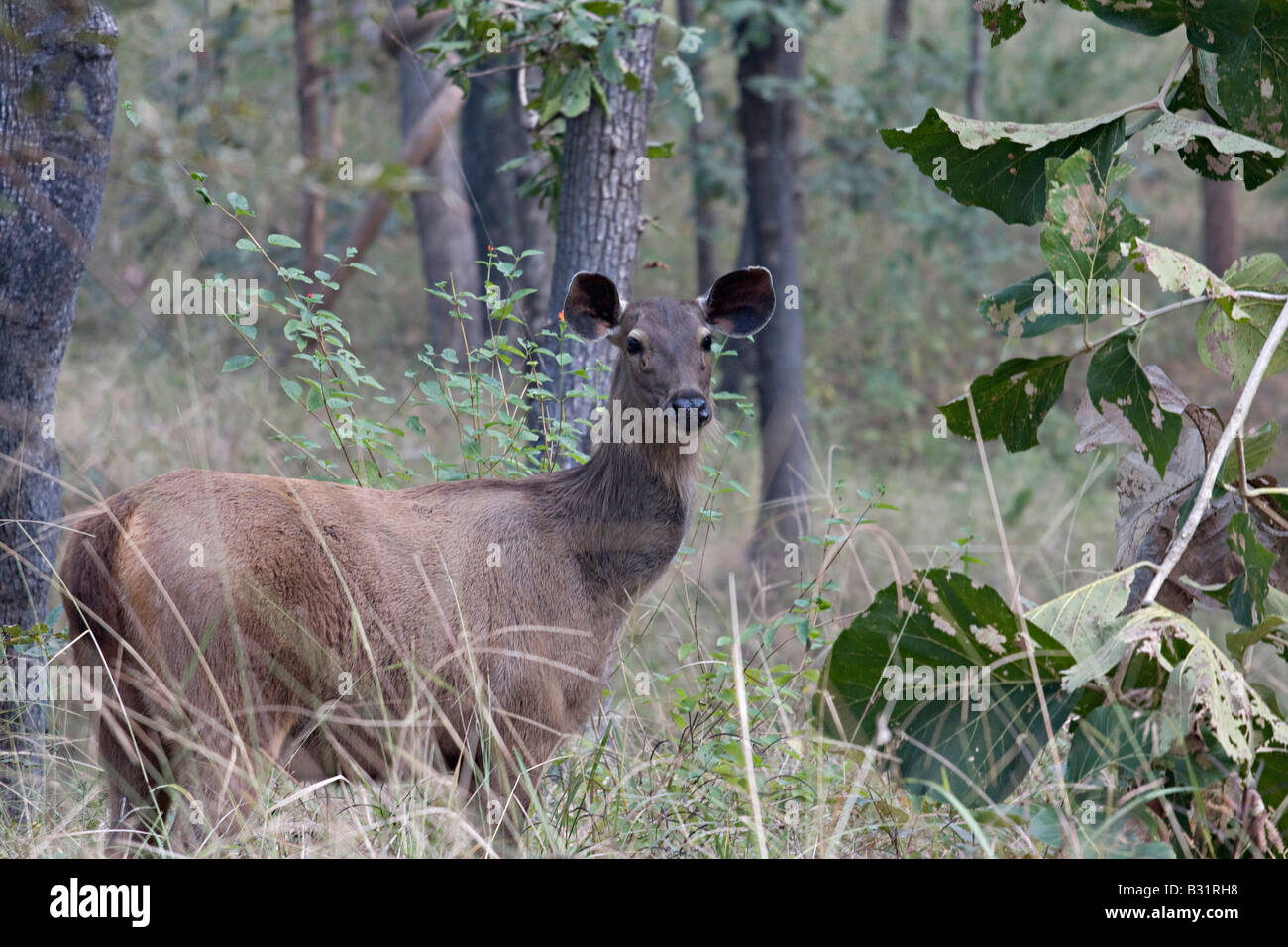 Sambar (also sambur, sambhur, The Indian Sambar (Cervus unicolor syn ...