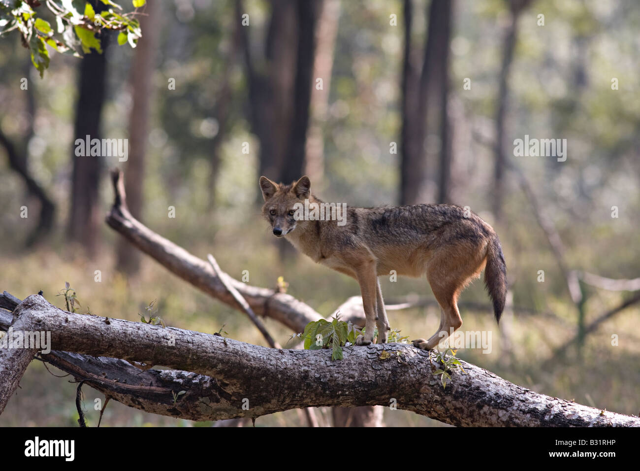 The Golden Jackal (Canis aureus), also called the Asiatic, Oriental or Common Jackal is a ...