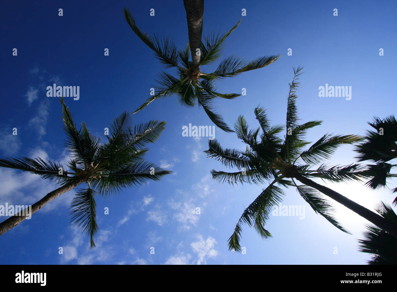 coconut palm trees in a bright blue hawaiian sky Stock Photo - Alamy