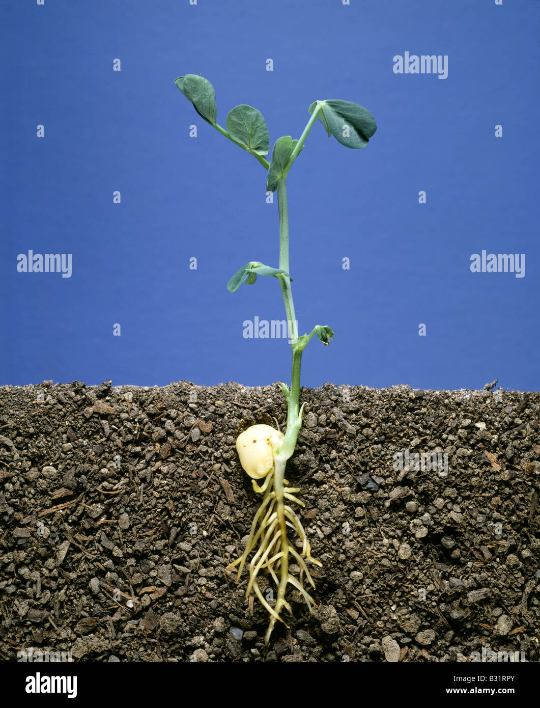 Triple treat hi-res stock photography and images - Alamy