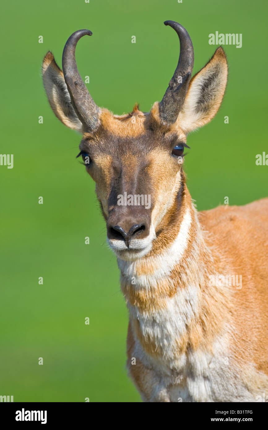 USA South Dakota Custer State Park Male Pronghorn Antelope (Antilocapra ...