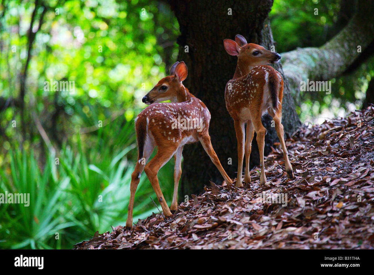 White tailed deer fawns relax in the shade on Cumberland Island Georgia ...