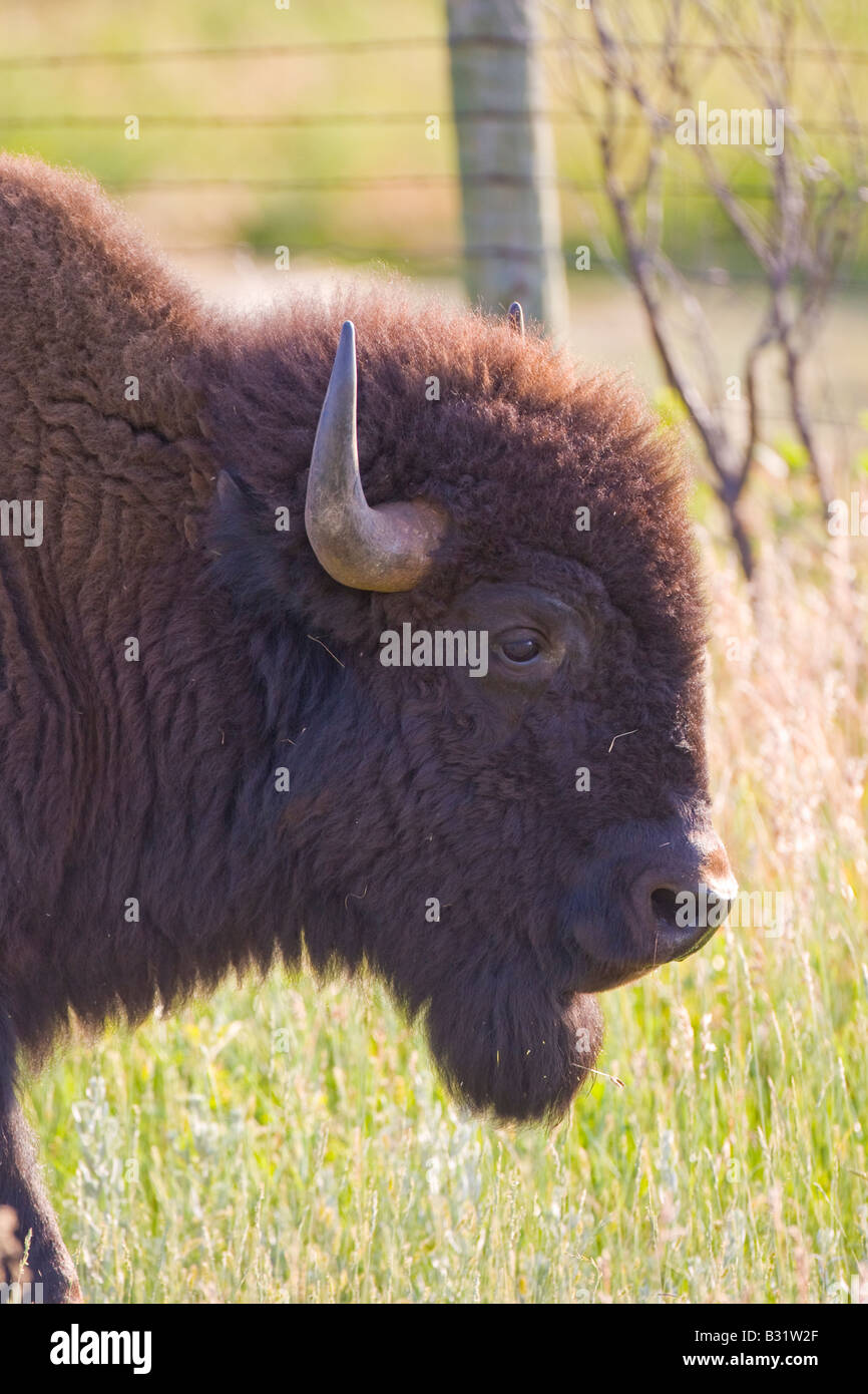 USA South Dakota Custer State Park Male American Bison (Bison bison ...
