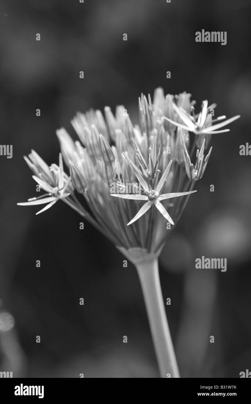 Shrubbery art Black and White Stock Photos & Images - Alamy