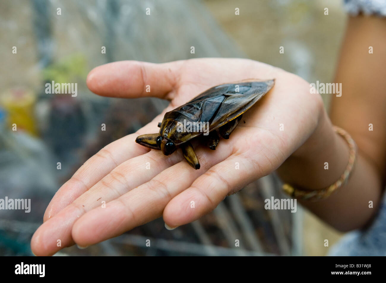 Bugs and insects eaten as snacks in the streets of Bangkok,Thailand ...