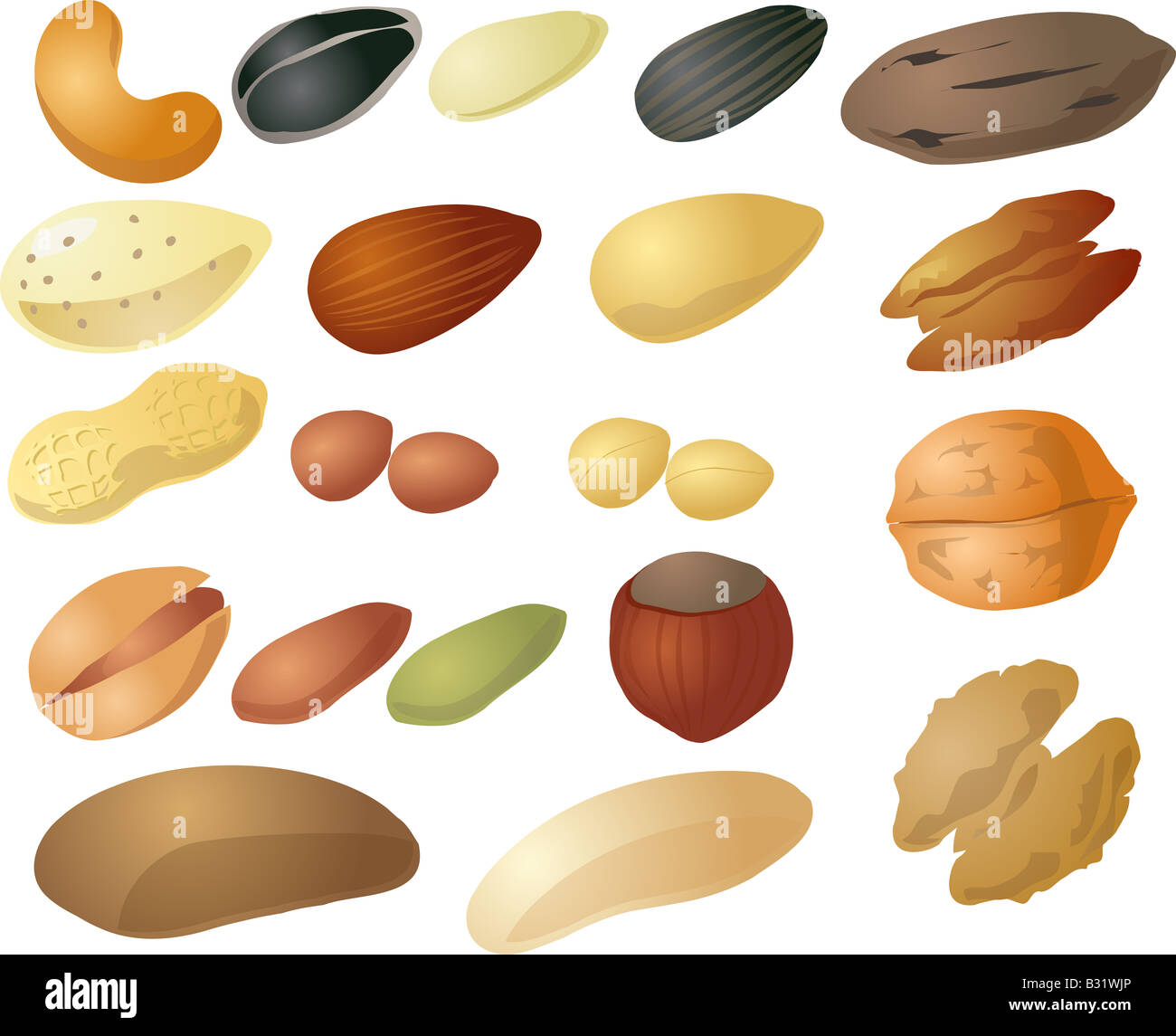Various nuts illustration Stock Photo - Alamy