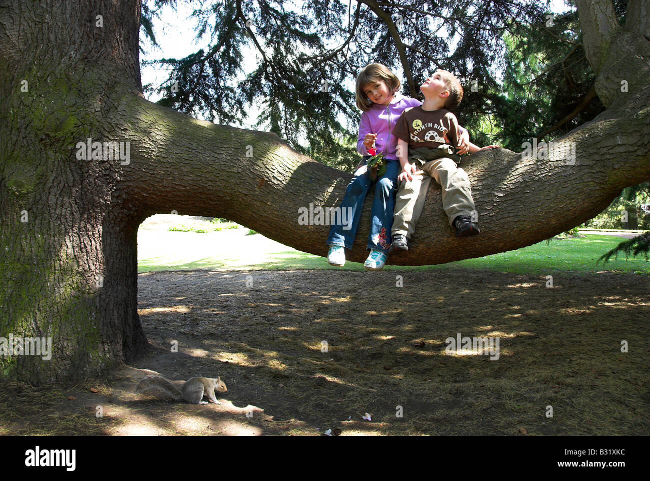 Brother & Sister Sitting in a tree Stock Photo - Alamy