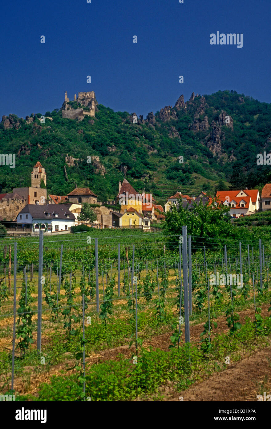 vineyard, Durnstein Castle, town of Durnstein, Durnstein, Wachau Valley ...
