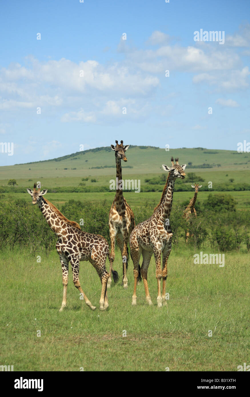 Three giraffe stood together in Kenya Africa Stock Photo - Alamy