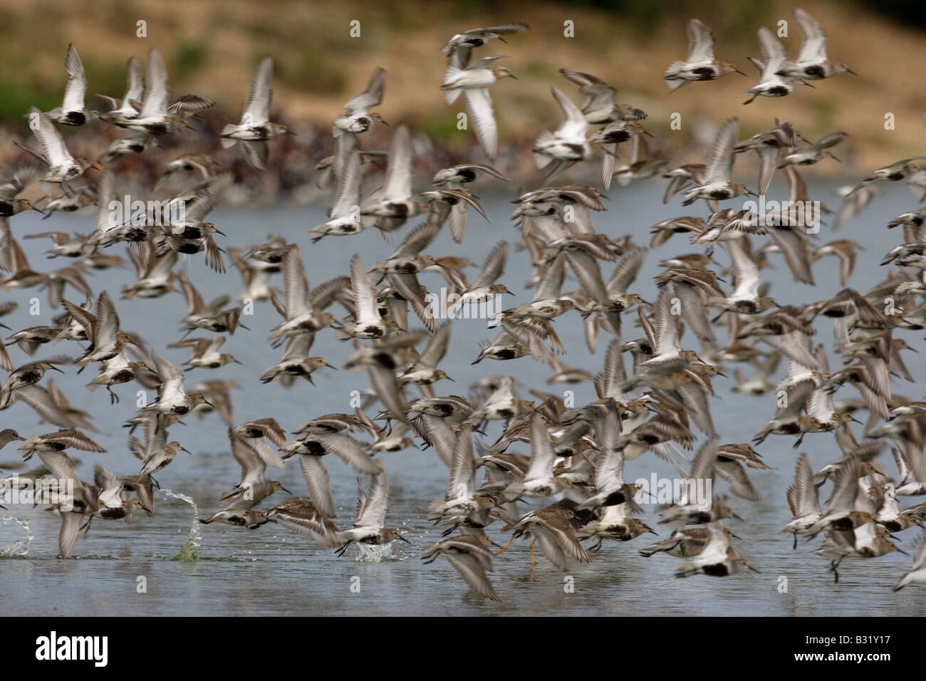 Dunlin Calidris alpina on shingle beach in winter Stock Photo - Alamy