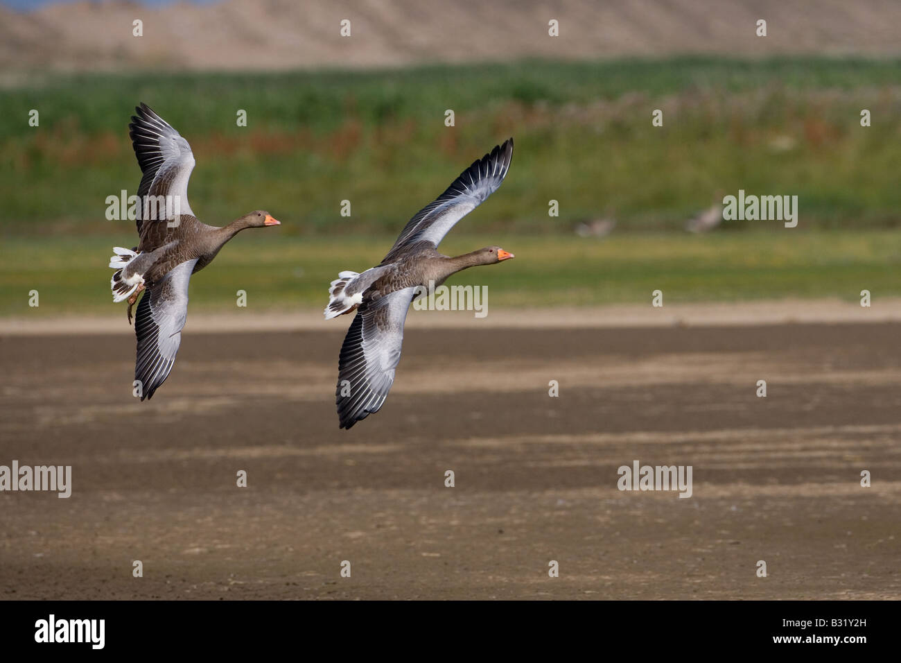 Greylag Geese Anser anser in flight coming into landing Stock Photo - Alamy