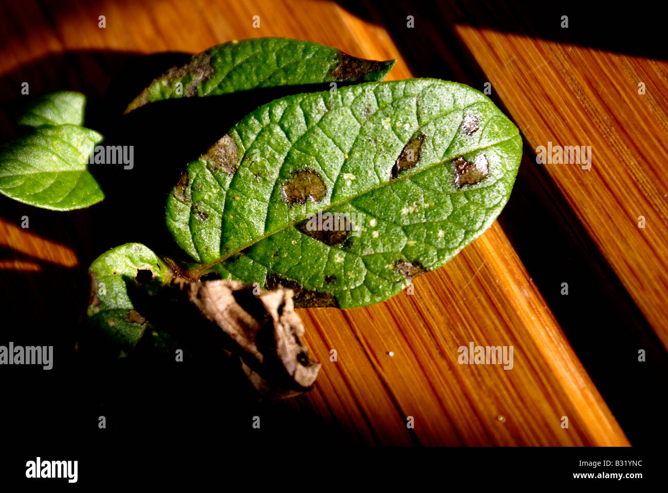 Potato blight hi-res stock photography and images - Alamy