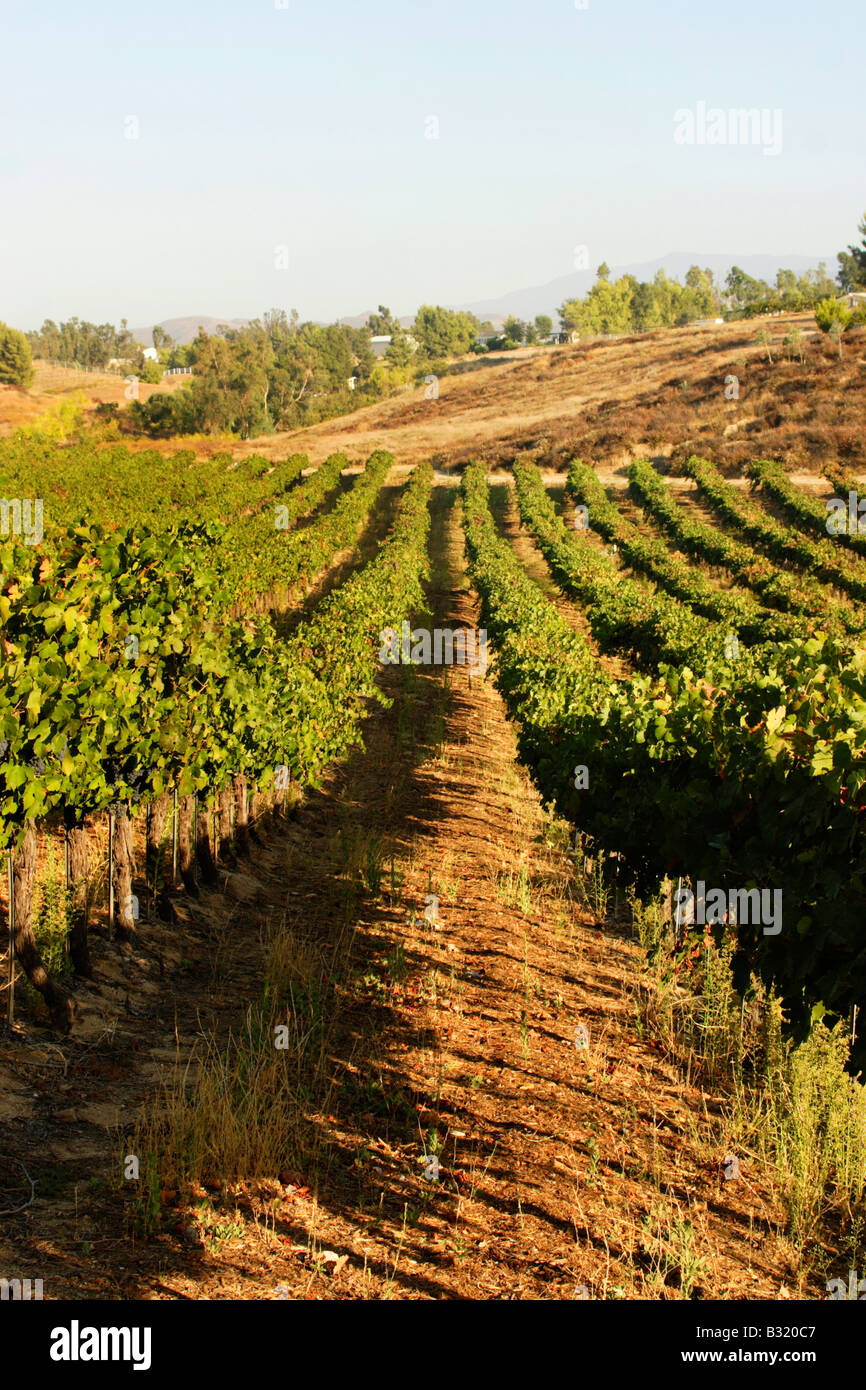 Temecula vineyard hi-res stock photography and images - Alamy