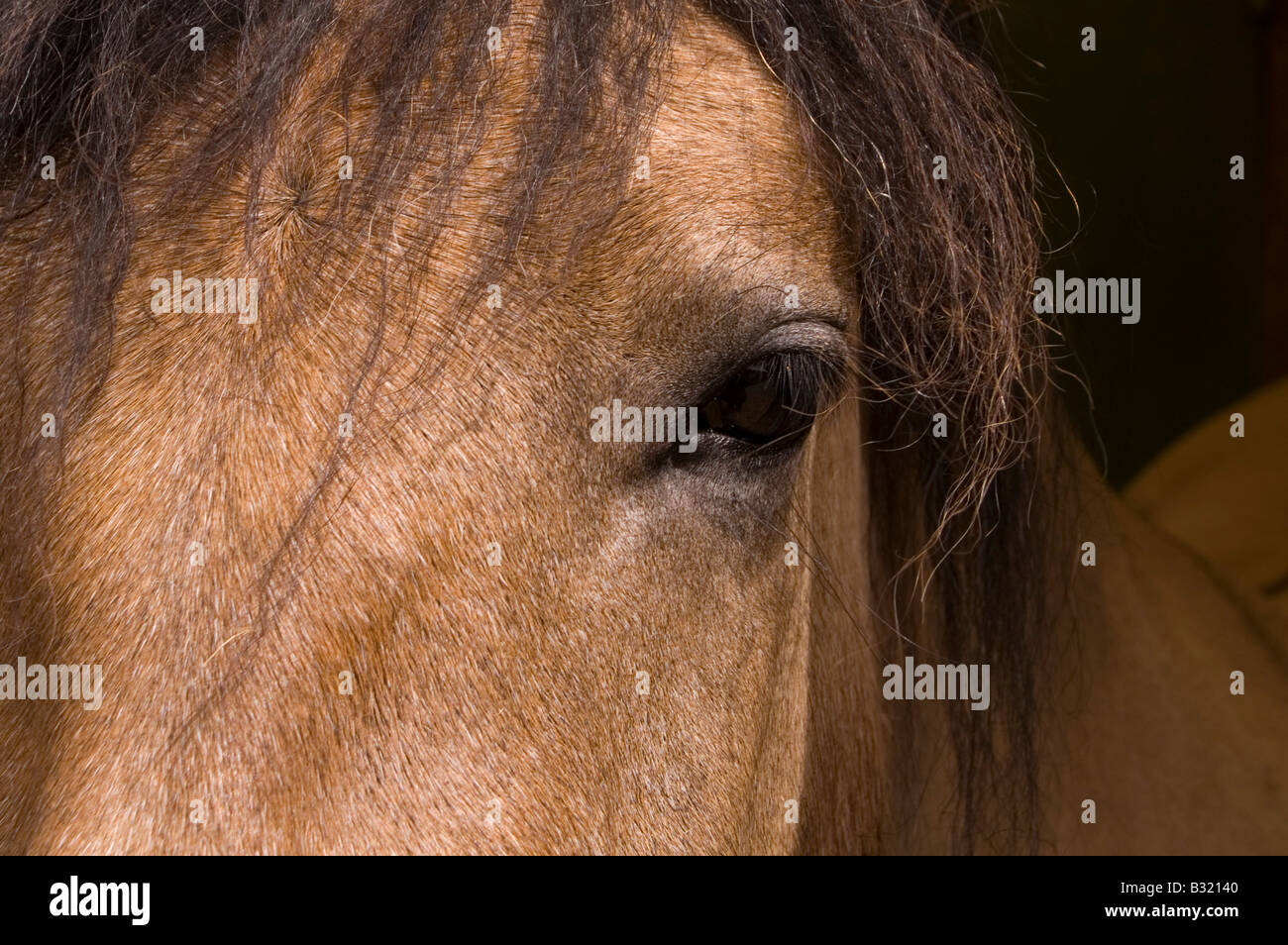 Close-up of horse's head Stock Photo - Alamy