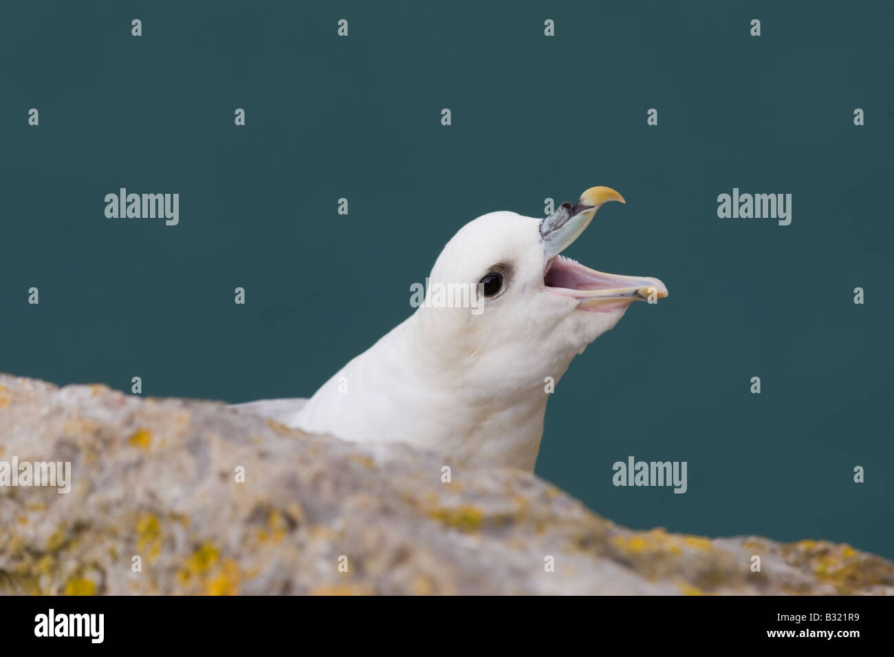 Fulmar close hi-res stock photography and images - Alamy