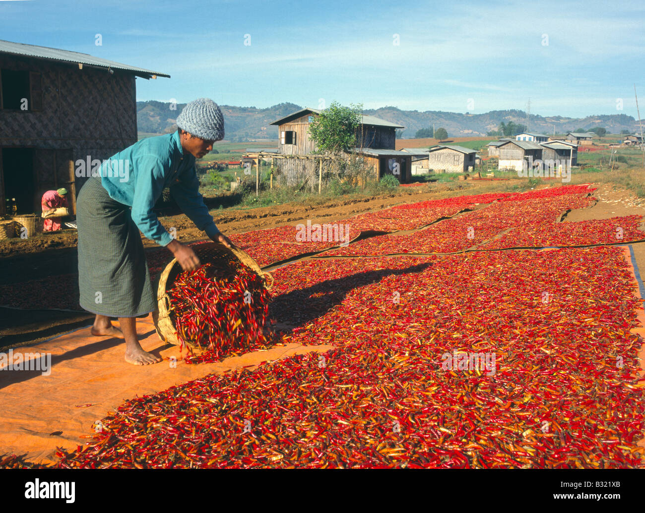 Myanmar Burma Shan State Near Nan Thain village Farmer spreading his ...