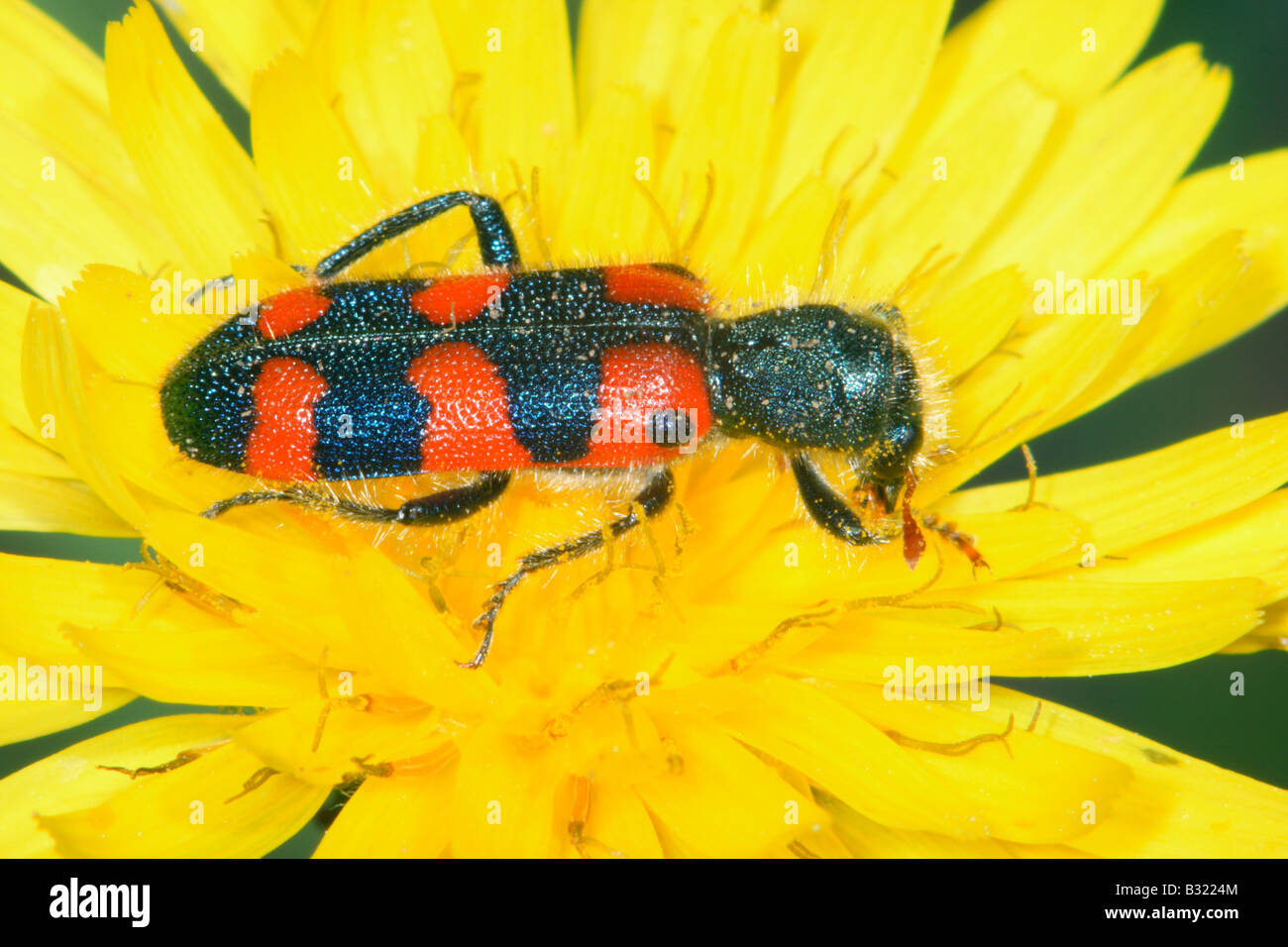Trichodes apiarius beetle hi-res stock photography and images - Alamy