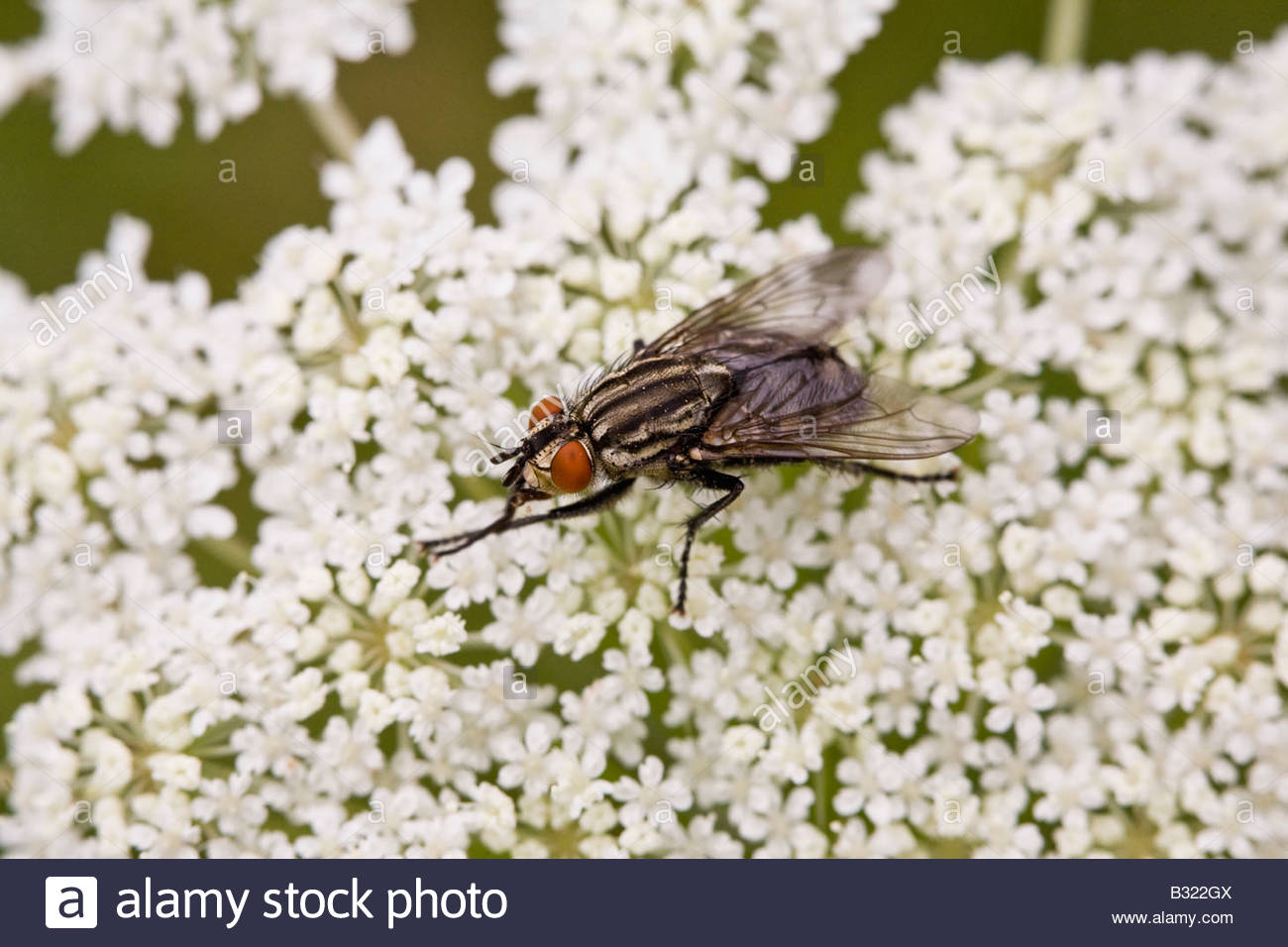 Carrot Fly High Resolution Stock Photography and Images - Alamy