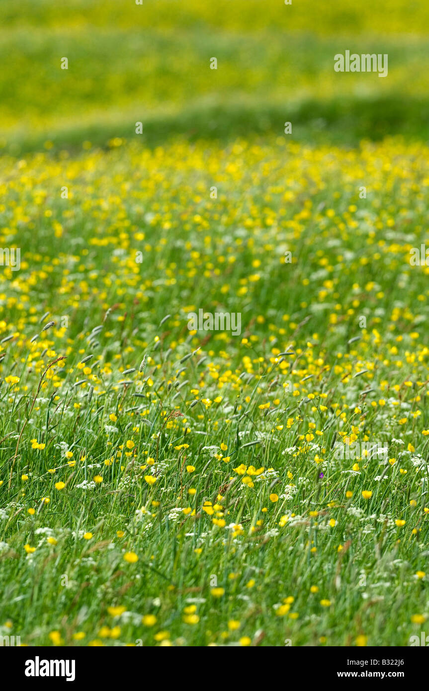 Traditional hay meadow in the Yorkshire dales full of flowers and herbs ...